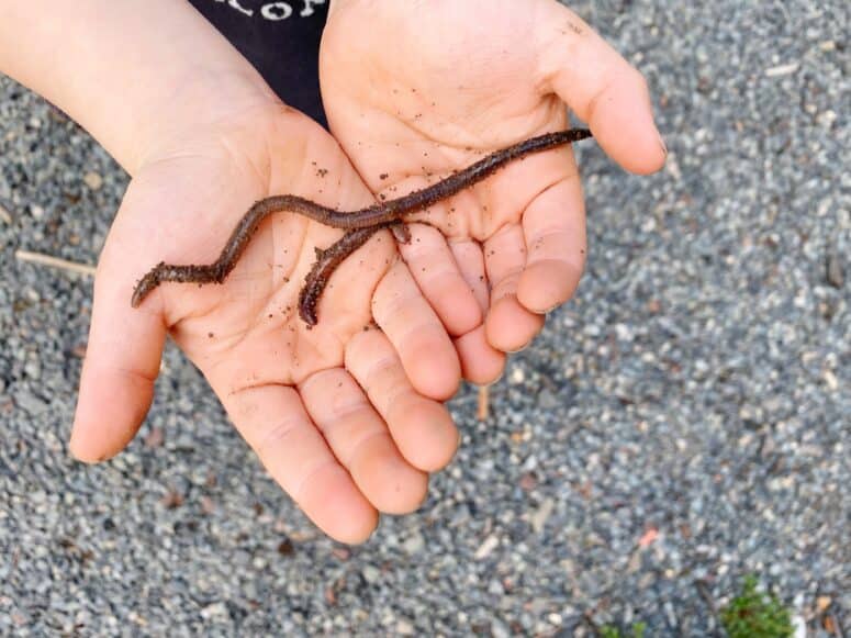 Craft Activity Fun Facts For Kids Earthworms The Chirping Moms Craft Activity Fun Facts For Kids Earthworms The Chirping Moms